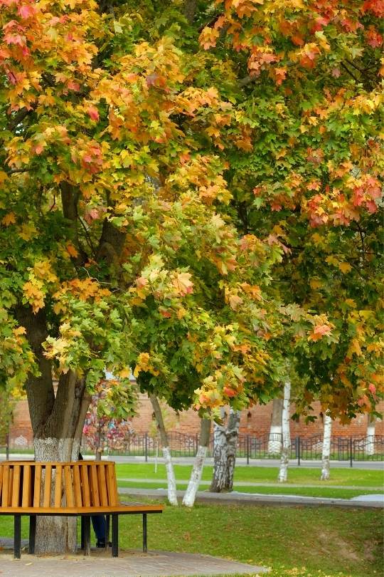 12 Different Types of Maple Trees And How To Identify Them - Gardening ...