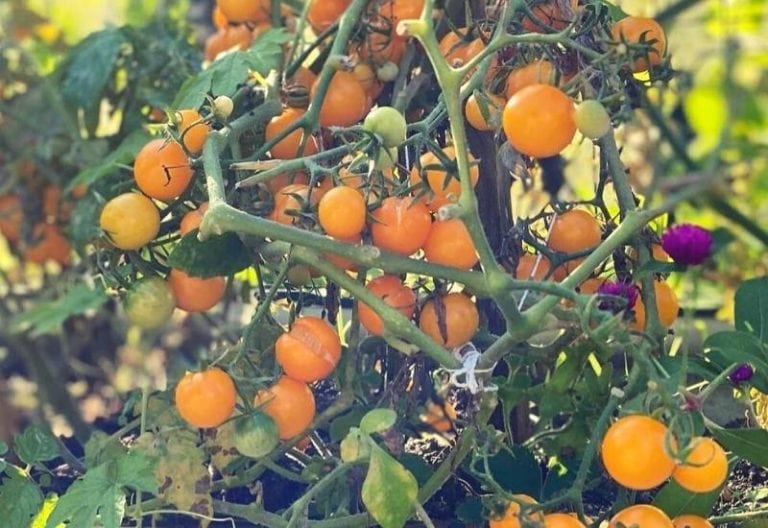 20 Best Varieties Of Yellow & Orange Tomatoes To Grow In Your Garden