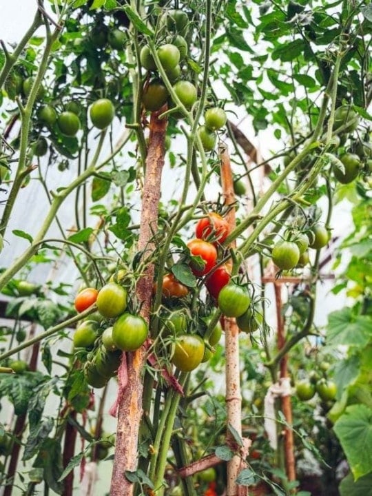 15 Early-Maturing Tomato Varieties For Short Season, Northern Growers