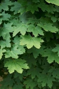 12 Different Types of Maple Trees And How To Identify Them - Gardening ...