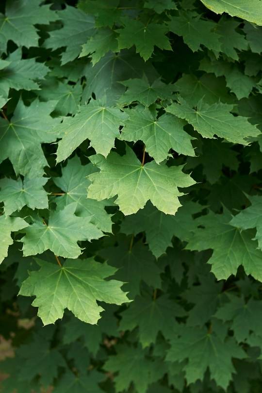 12 Different Types of Maple Trees And How To Identify Them - Gardening ...