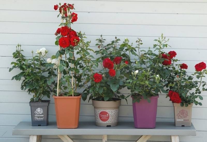 How to Grow Gorgeous Roses in Containers with Ease