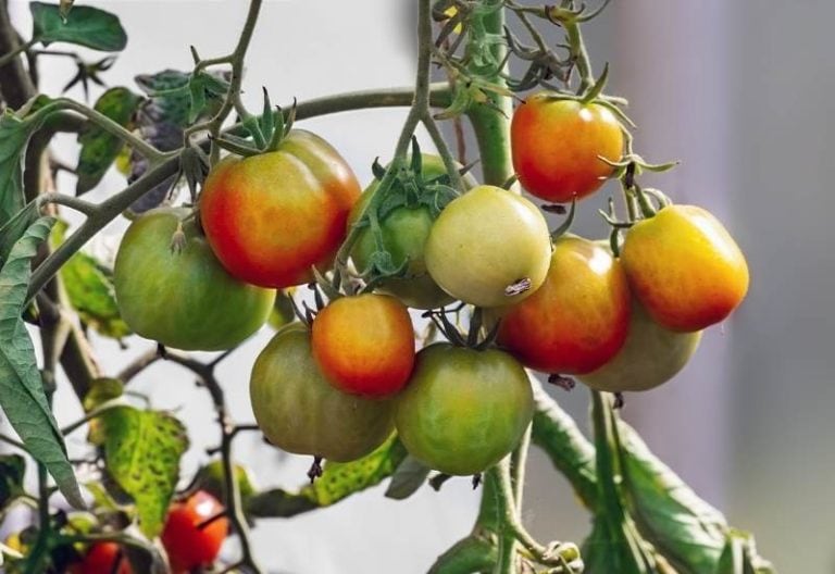 15 Early-Maturing Tomato Varieties For Short Season, Northern Growers