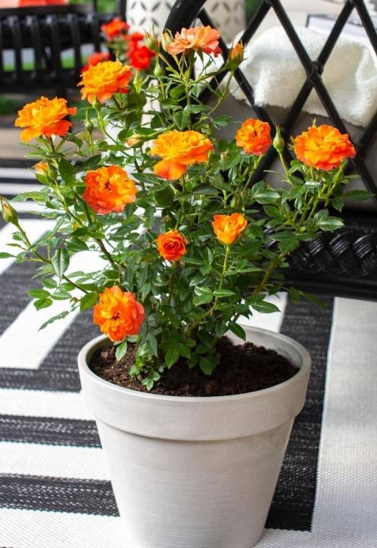 Container Roses: How to Plant and Care for Roses in Pots Like a Pro