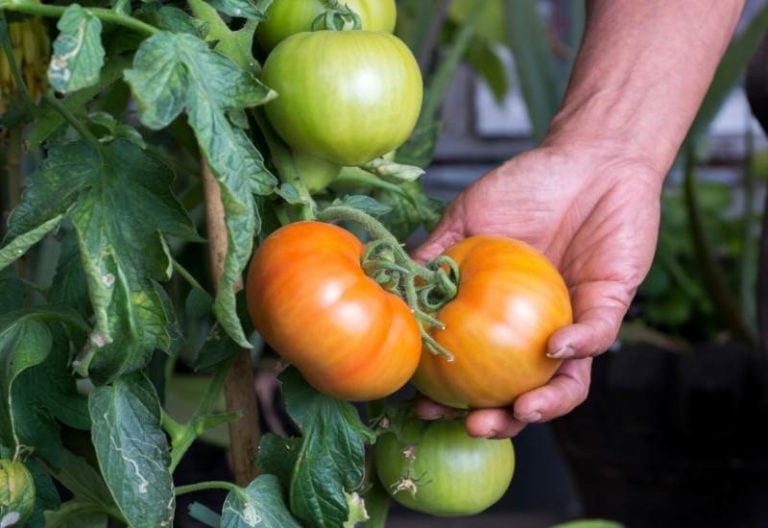 15 Early-Maturing Tomato Varieties For Short Season, Northern Growers