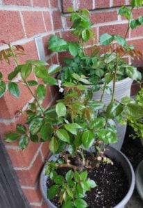 Container Roses: How to Plant and Care for Roses in Pots Like a Pro