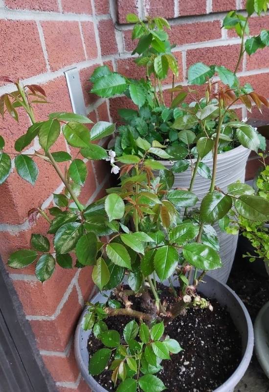 Container Roses: How to Plant and Care for Roses in Pots Like a Pro