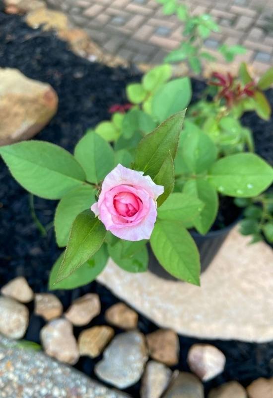 How to Grow Gorgeous Roses in Containers with Ease