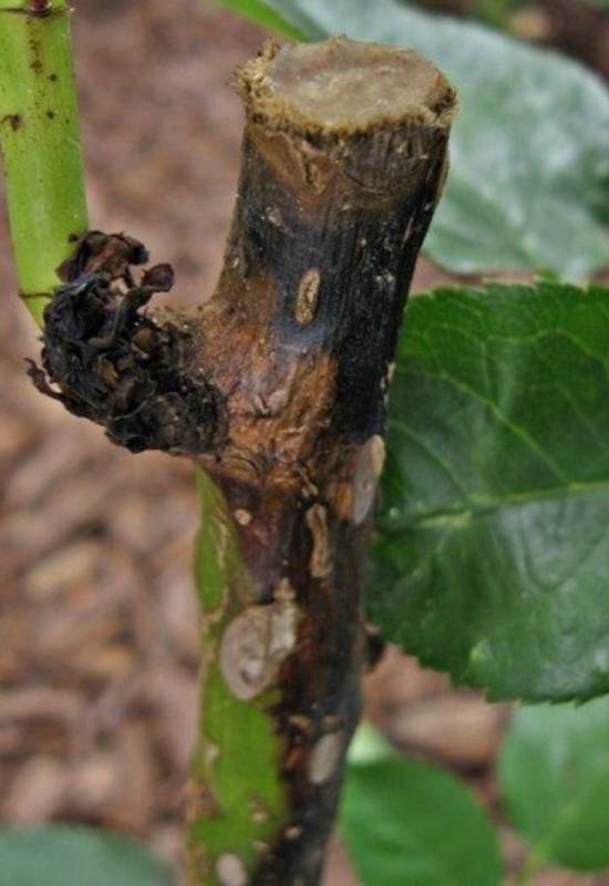 Container Roses: How to Plant and Care for Roses in Pots Like a Pro