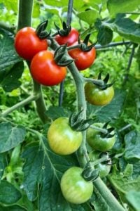 15 Early-Maturing Tomato Varieties For Short Season, Northern Growers