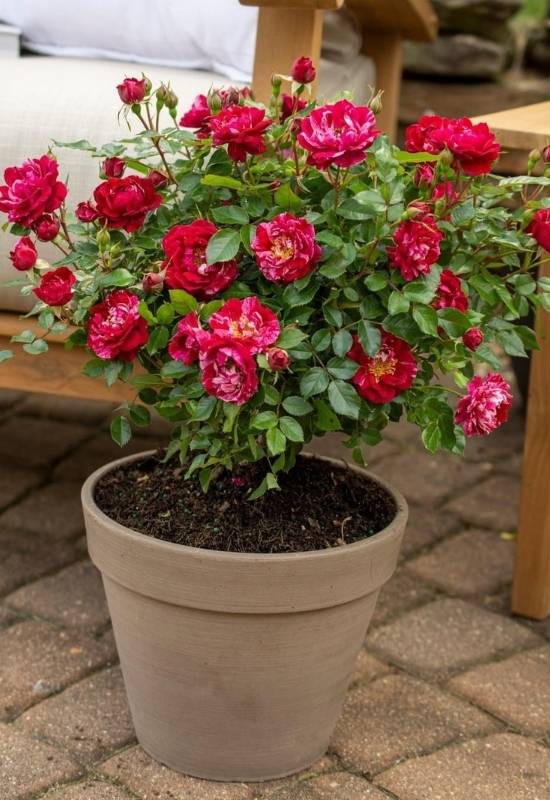 Container Roses: How to Plant and Care for Roses in Pots Like a Pro