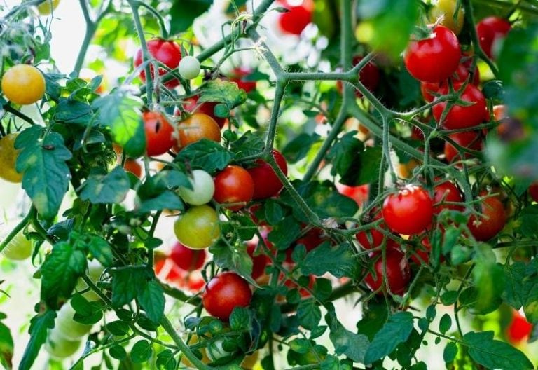 15 Early-Maturing Tomato Varieties For Short Season, Northern Growers