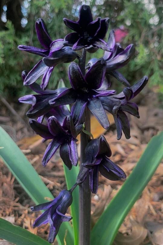 18 Elegant and Mysterious Black Flowers to Add Dark Drama to Your Garden