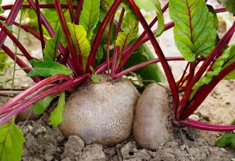 20 Plants (Flowers, Vegetables, and Shrubs) That Deer Love to Eat ...