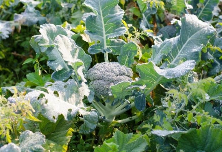 20 Plants (Flowers, Vegetables, and Shrubs) That Deer Love to Eat ...