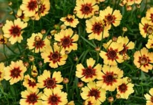 12 Stunning Coreopsis Varieties to Fill Your Garden with Color All Summer