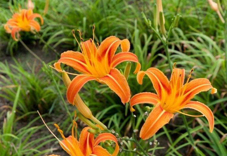 20 Plants (Flowers, Vegetables, and Shrubs) That Deer Love to Eat ...