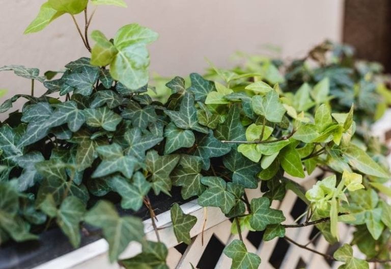 20 Plants (Flowers, Vegetables, and Shrubs) That Deer Love to Eat ...