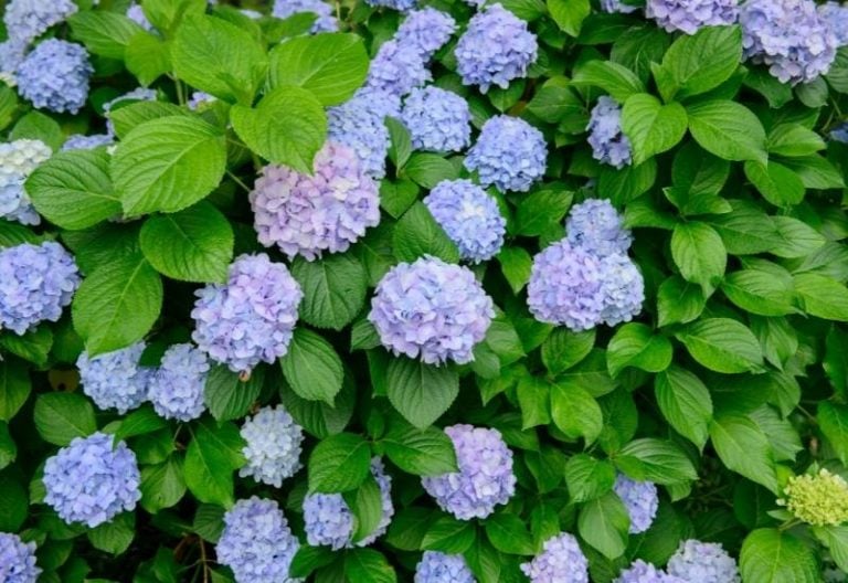 20 Plants (Flowers, Vegetables, and Shrubs) That Deer Love to Eat ...