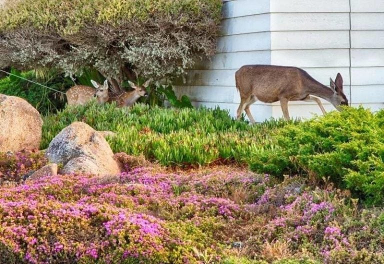 20 Plants (Flowers, Vegetables, and Shrubs) That Deer Love to Eat ...