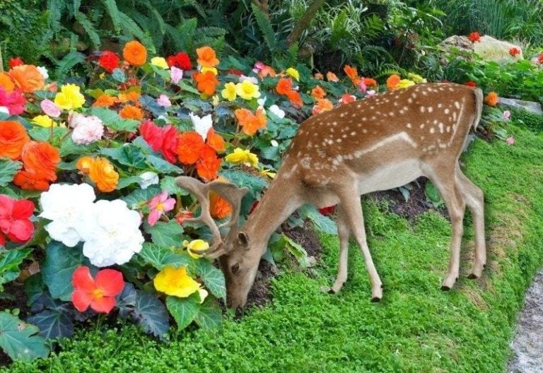 20 Plants (Flowers, Vegetables, and Shrubs) That Deer Love to Eat ...