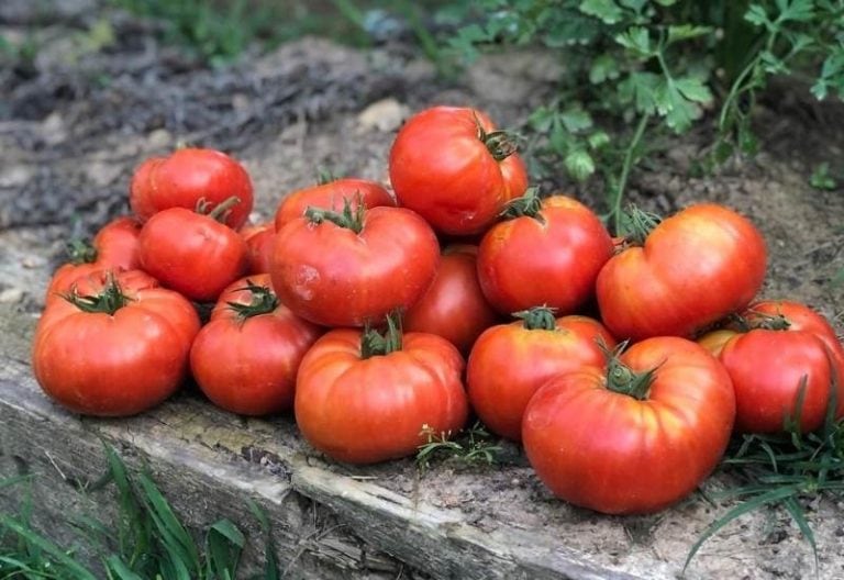 How To Grow Huge And Juicy Beefsteak Tomatoes In Your Garden
