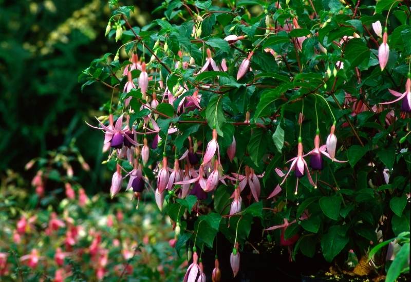 14 Gorgeous Purple Flowering Vines to Brighten Your Garden