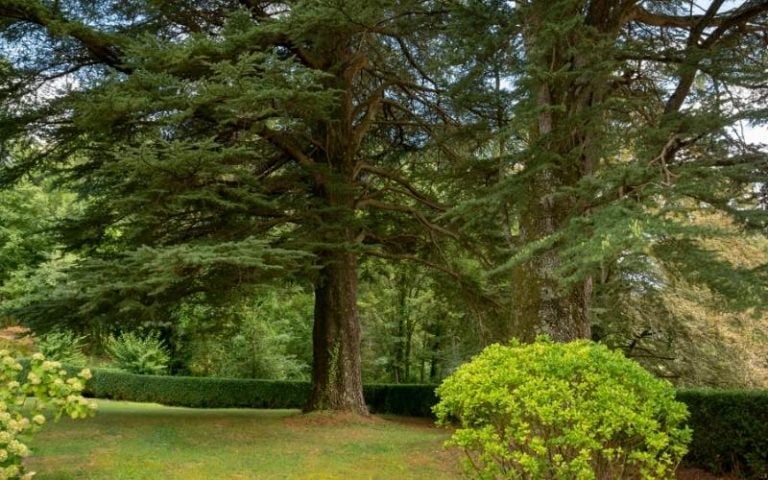 10 Different Types Of Cedar Trees With Pictures (Identification Guide)