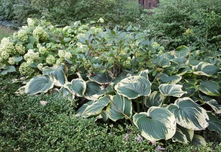 30 Shade-Loving Shrubs For Gardens That Get Less Sunshine