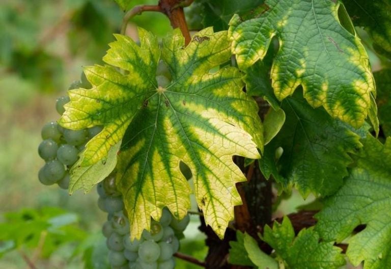 What Are Nitrogen-Fixing Plants and How They Help Your Garden