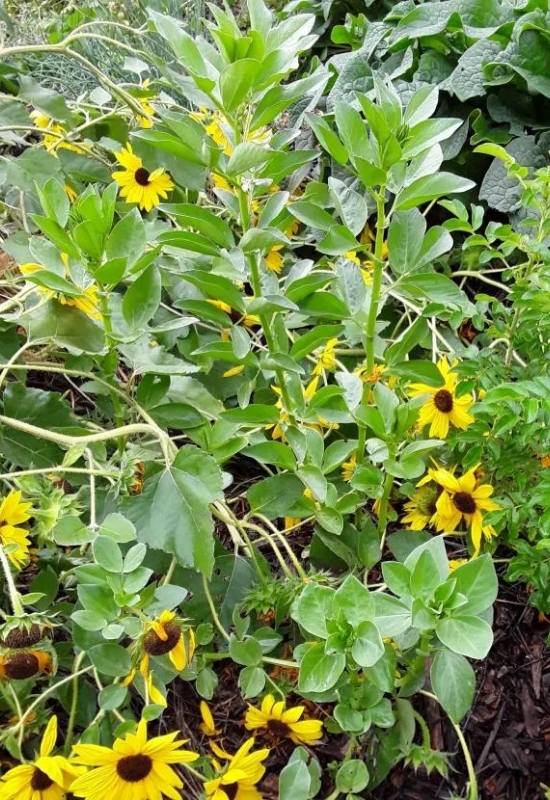 What Are Nitrogen-Fixing Plants and How They Help Your Garden