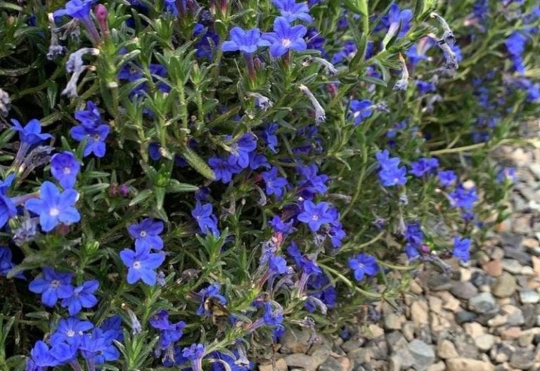 15 Beautiful Ground Cover Plants With Purple Flowers - Gardening Chores