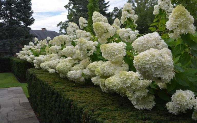 14 Dwarf Hydrangea Varieties for Small Gardens or Containers