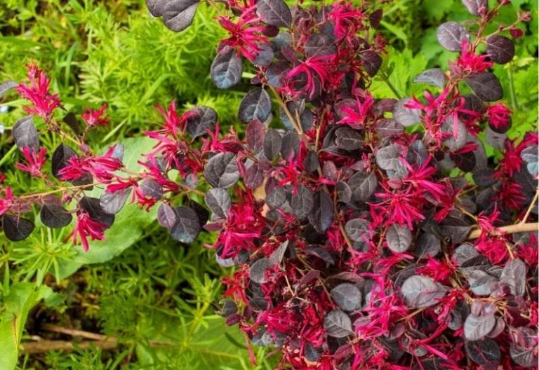 12 Stunning Dwarf Flowering Shrubs Perfect for Small Yards