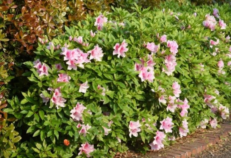 12 Stunning Dwarf Flowering Shrubs Perfect for Small Yards