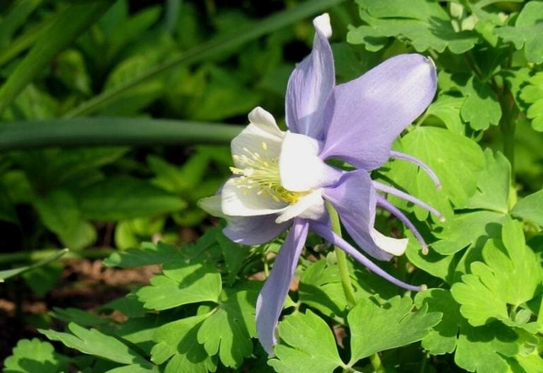 15 Plants That'll Grow Well (Not Just Survive) Under a Pine Tree