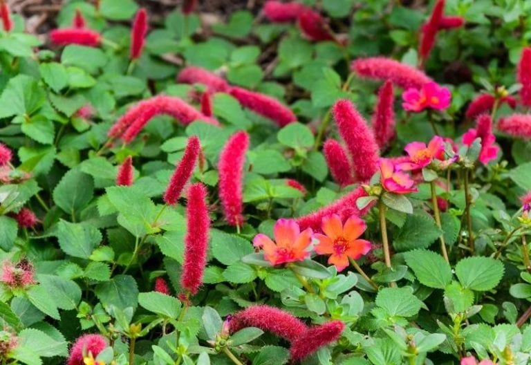 12 Stunning Dwarf Flowering Shrubs Perfect for Small Yards