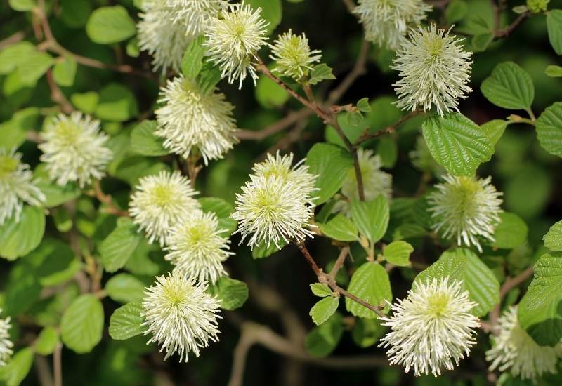 12 Stunning Dwarf Flowering Shrubs Perfect for Small Yards