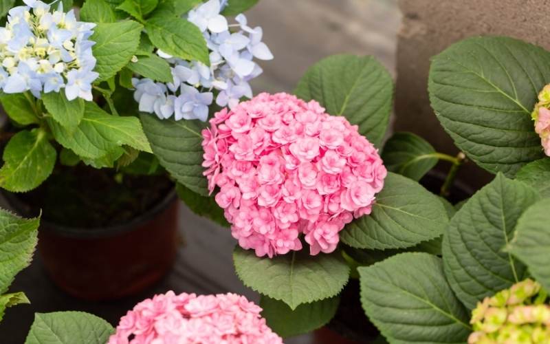 14 Dwarf Hydrangea Varieties for Small Gardens or Containers