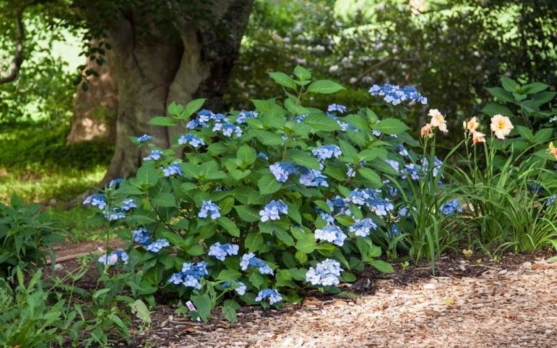 14 Dwarf Hydrangea Varieties for Small Gardens or Containers