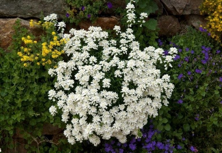 18 Evergreen Ground Cover Plants For A Gorgeous Garden Year-Round