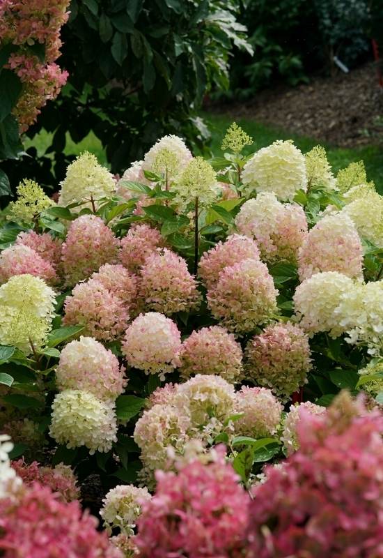 14 Dwarf Hydrangea Varieties for Small Gardens or Containers