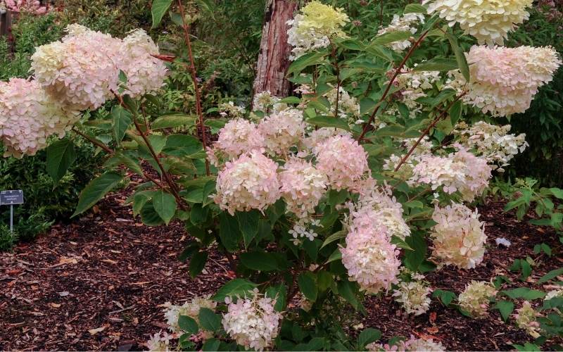 14 Dwarf Hydrangea Varieties for Small Gardens or Containers