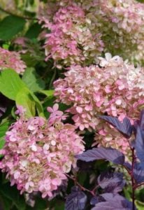 14 Dwarf Hydrangea Varieties for Small Gardens or Containers
