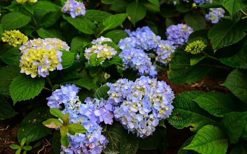 14 Dwarf Hydrangea Varieties for Small Gardens or Containers