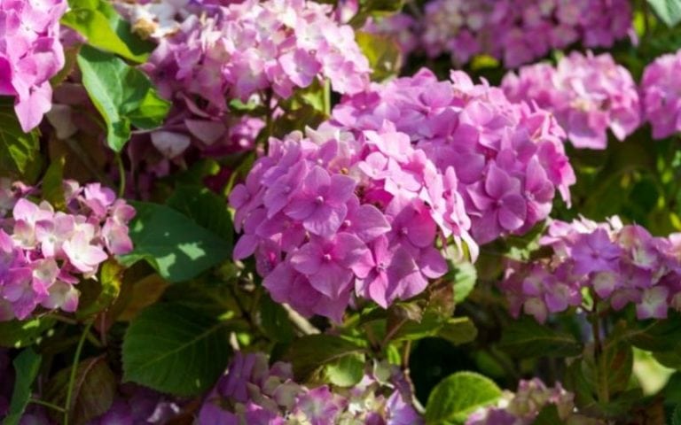 14 Dwarf Hydrangea Varieties for Small Gardens or Containers