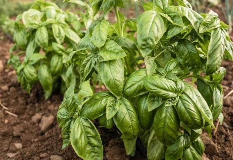9 Reasons Why Your Basil Leaves are Turning Yellow + Easy Fixes