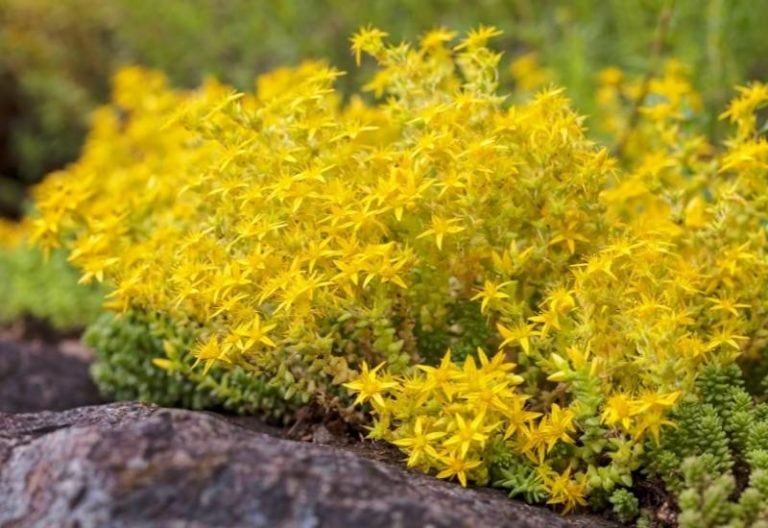 18 Evergreen Ground Cover Plants For A Gorgeous Garden Year-Round