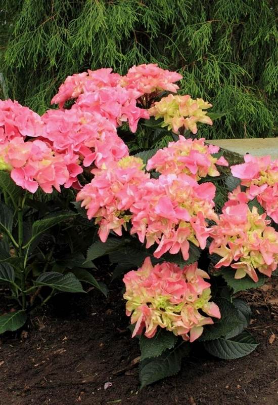 14 Dwarf Hydrangea Varieties for Small Gardens or Containers