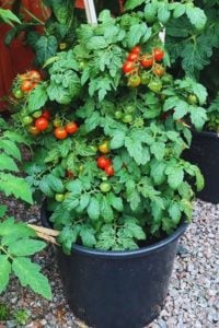 How To Grow LOTS of Tomatoes in Pots And Containers